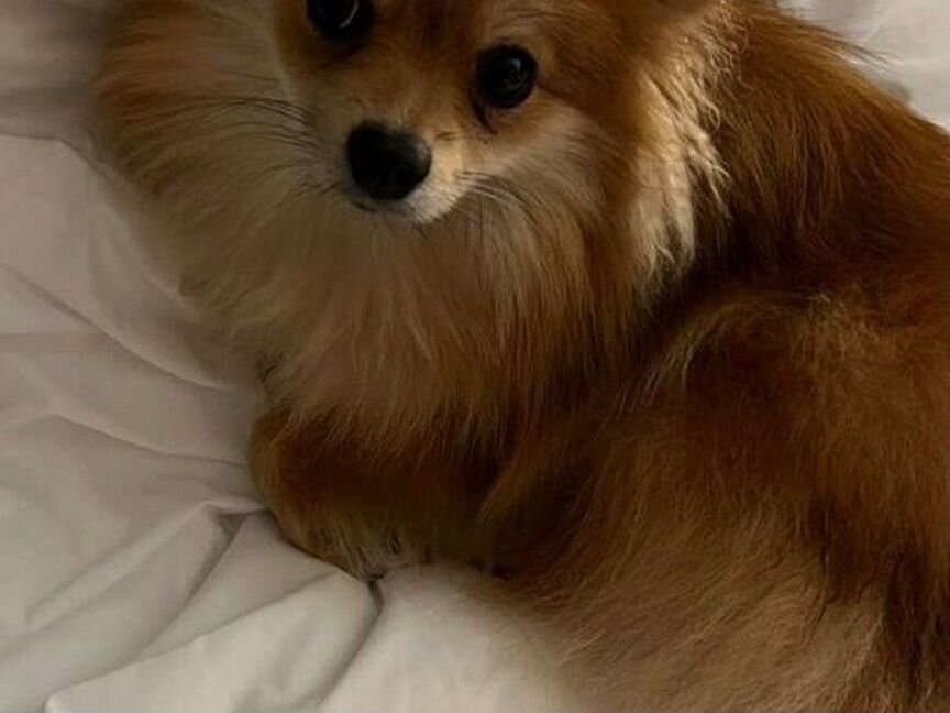 Красивая девочка ищет своего принца