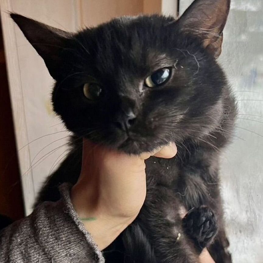 Котенок шоколадный