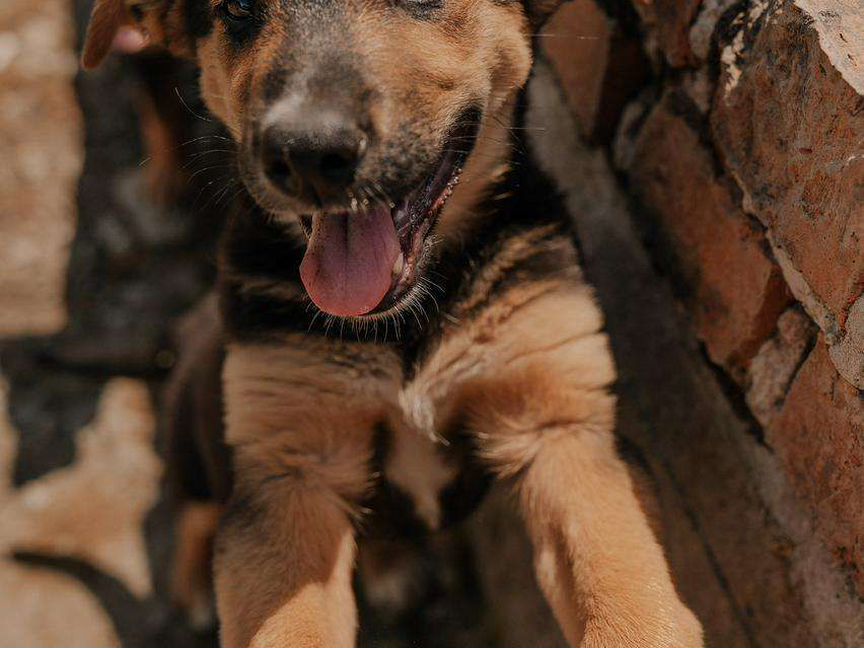 Собака в добрые руки