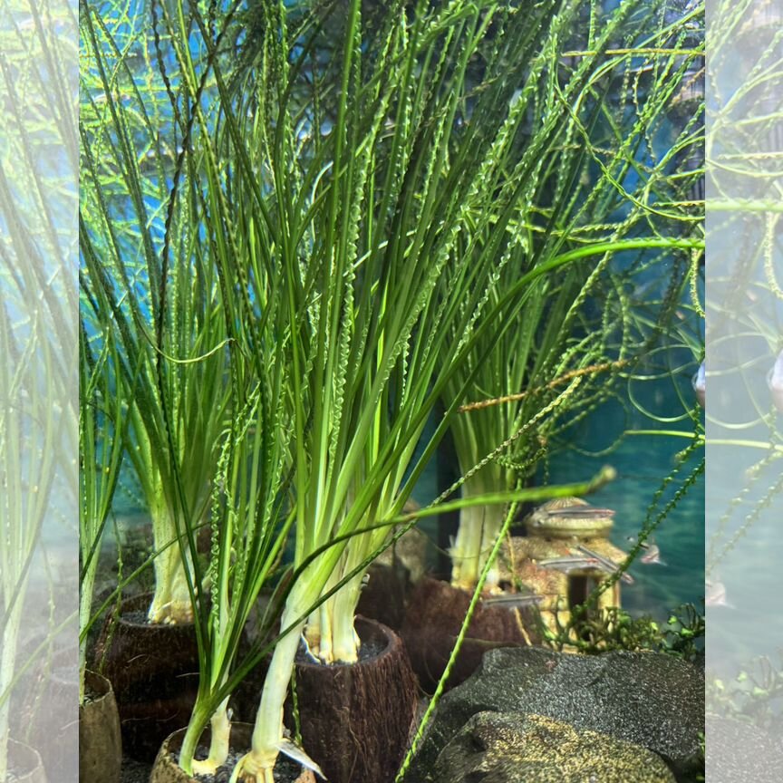 Кринум курчавый