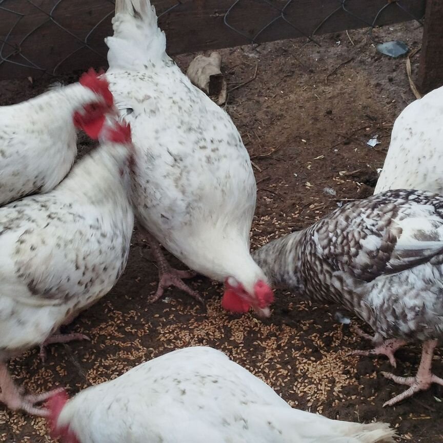 Куры молодки несушки