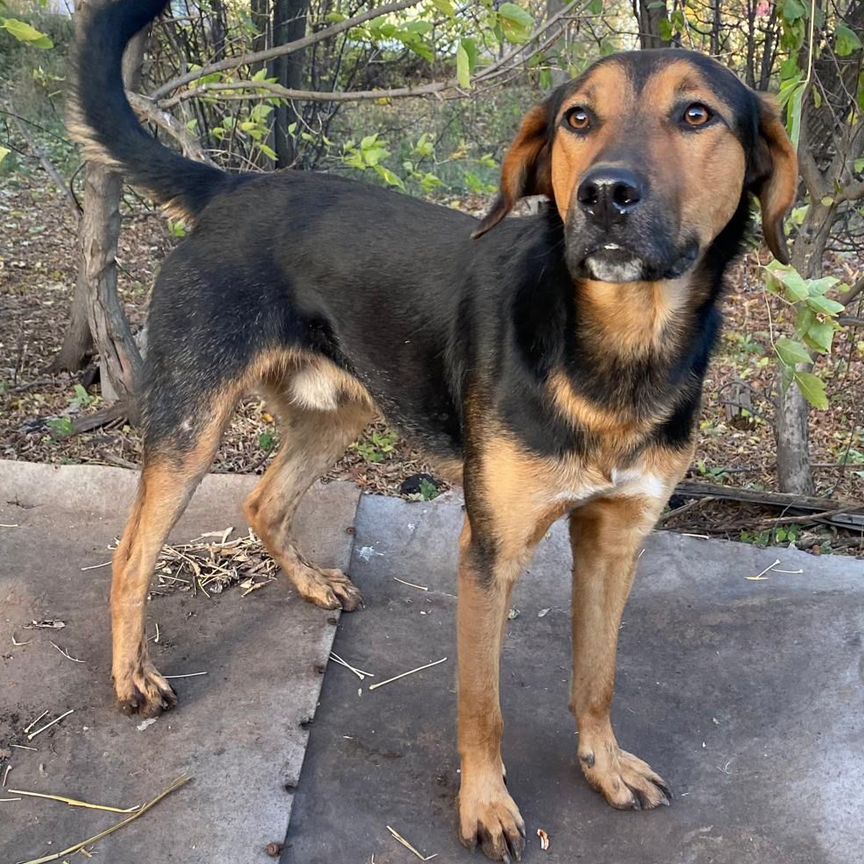 Пристраивается песик