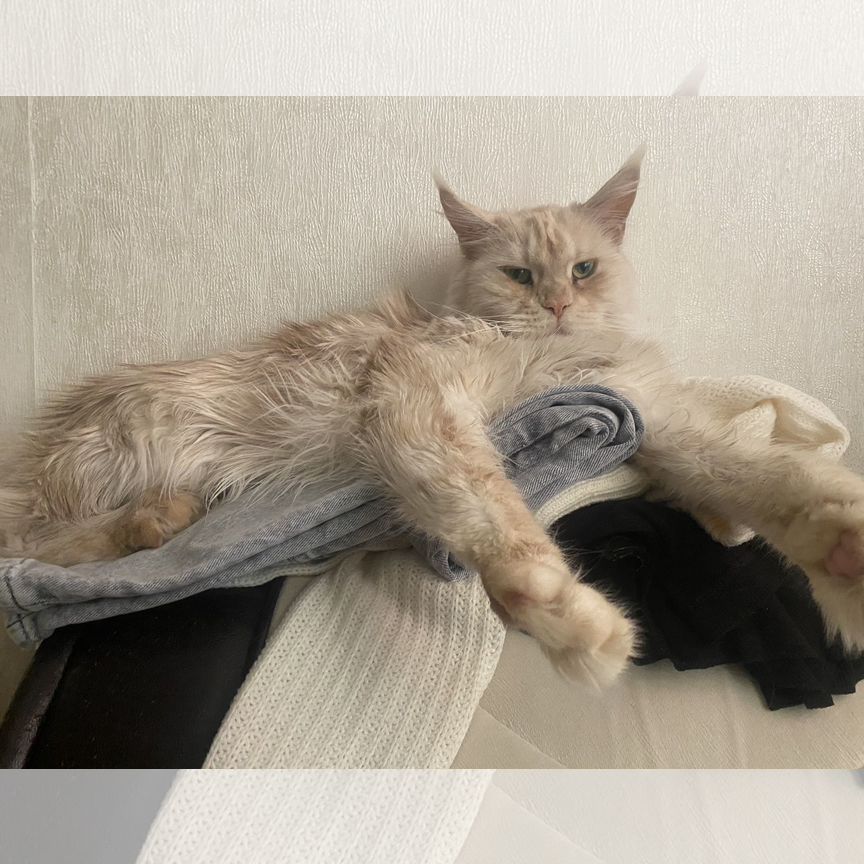 Кошка в добрые руки