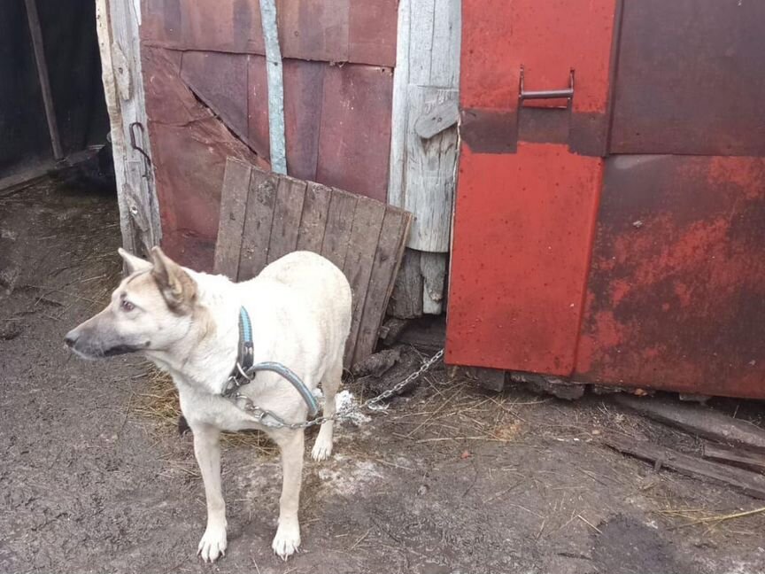 Полуовчарка