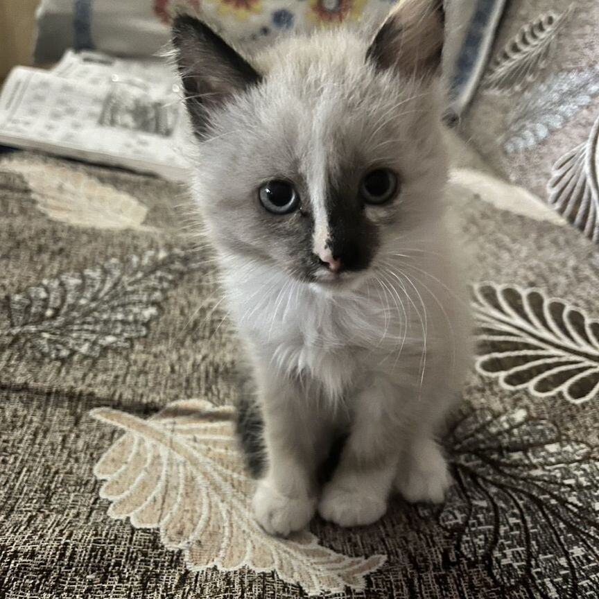 Очаровательные котята
