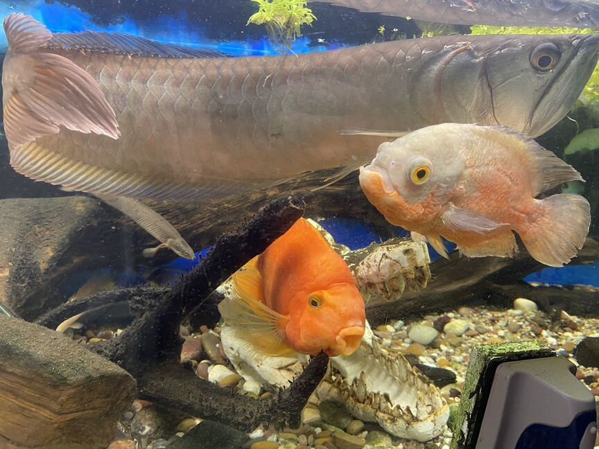 Серебряная арована