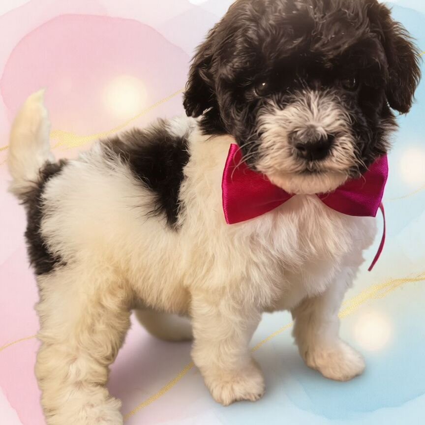 Той-пудель, щенок