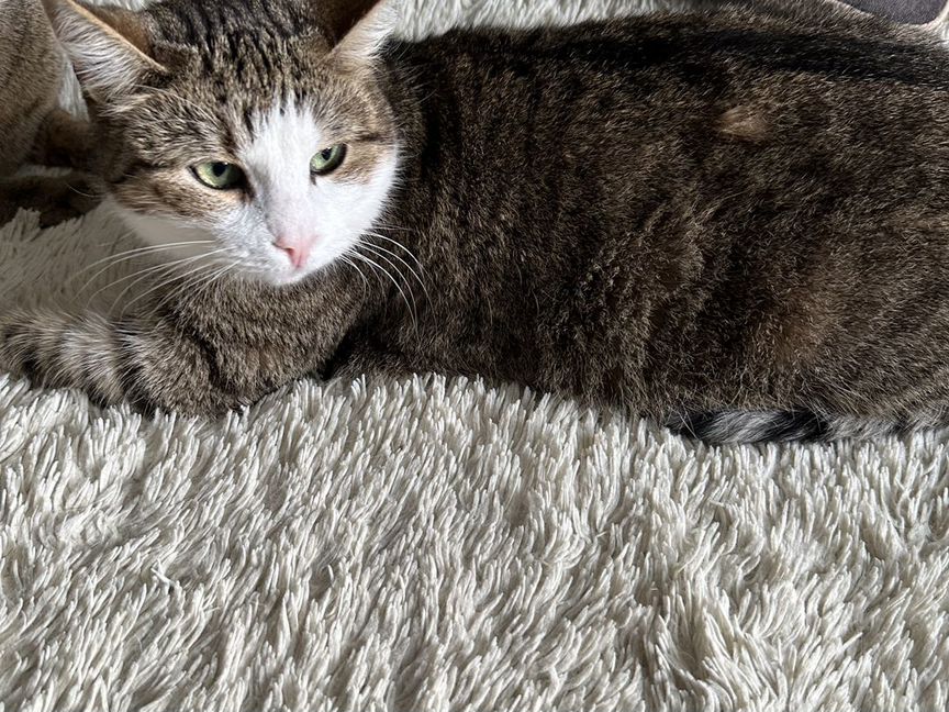 Кошка Лола