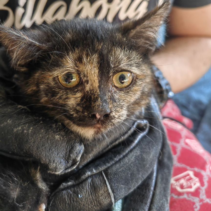 Котёнок в добрые руки