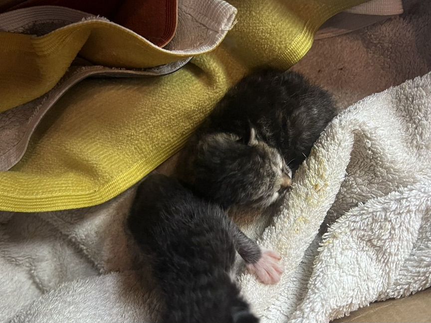 Котята в добрые руки