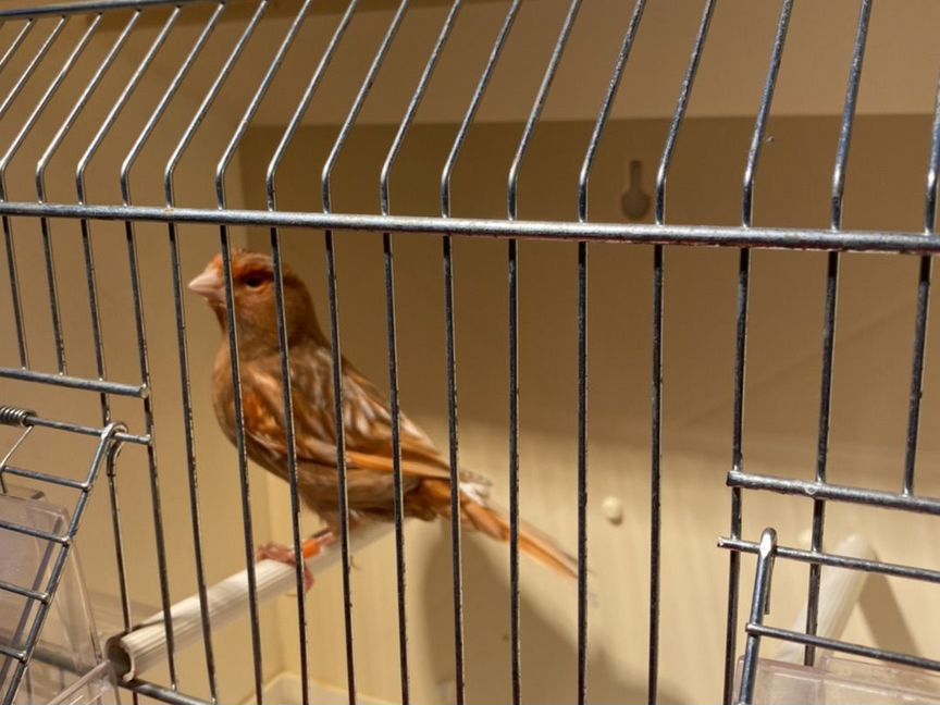 Канарейки Фео Красный мозаик