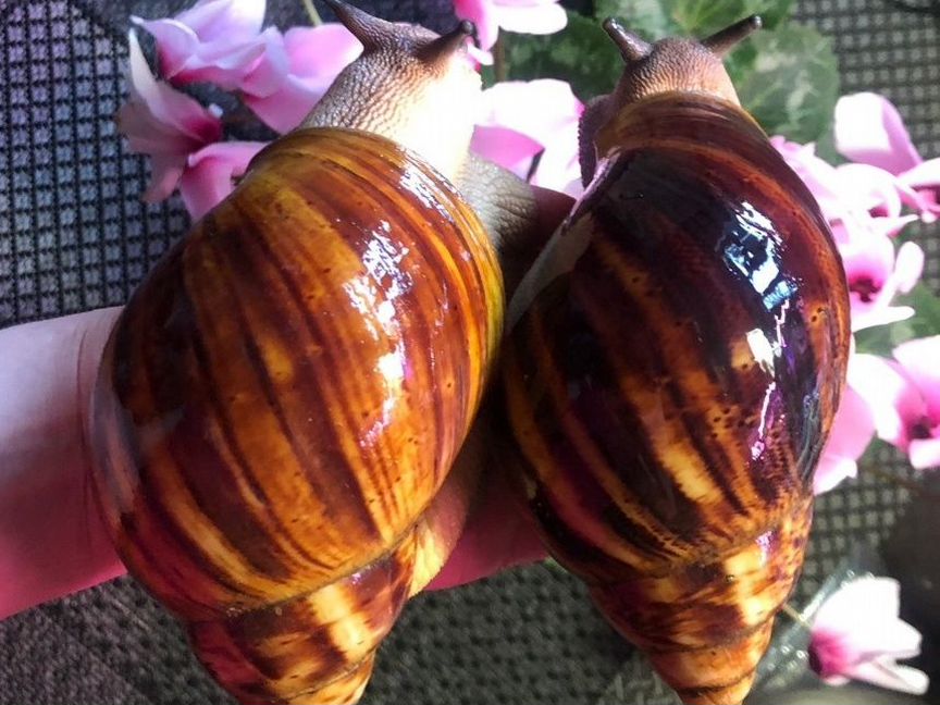 Улитки Archachatina Marginata Ovum XXL Почтой