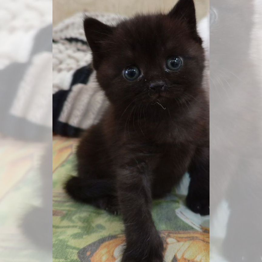 Британский короткошёрстный котёнок