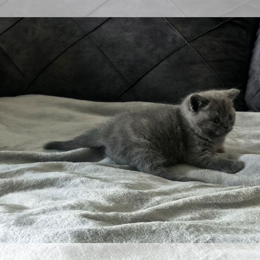 Шотландский вислоухий короткошёрстный котёнок