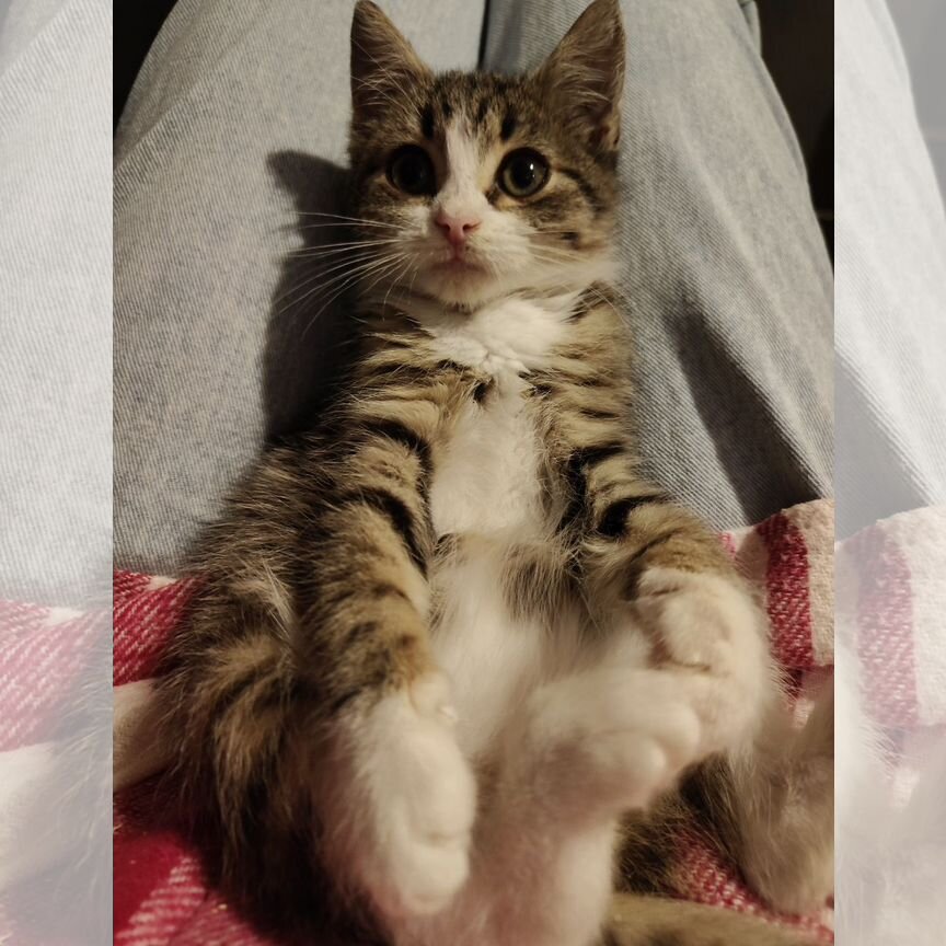 Котёнок в добрые руки