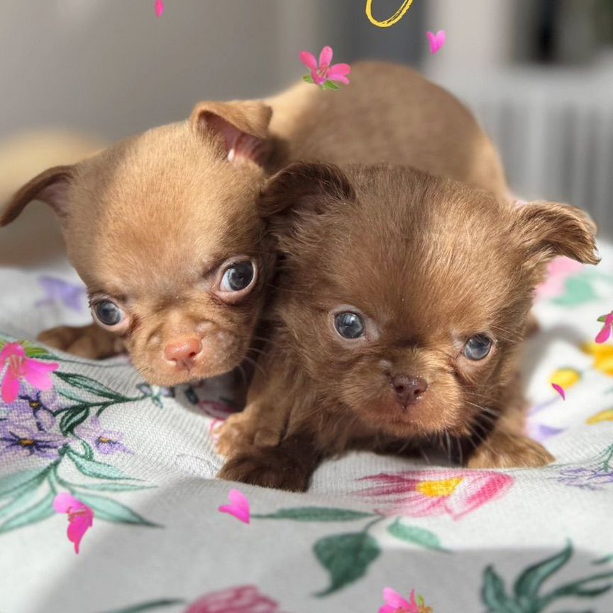 Чихуахуа, щенок