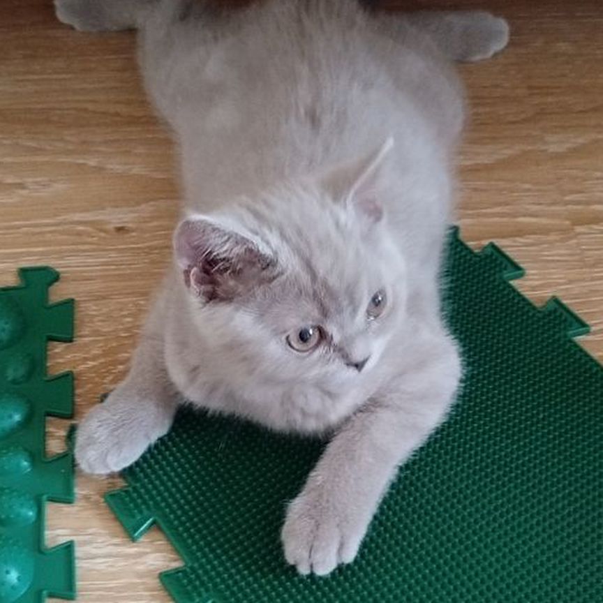 Британский длинношёрстный котёнок