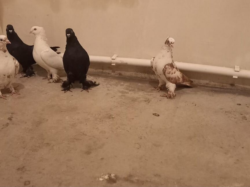 Андижанские голуби