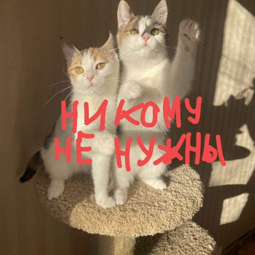 Близняшки никому не нужны