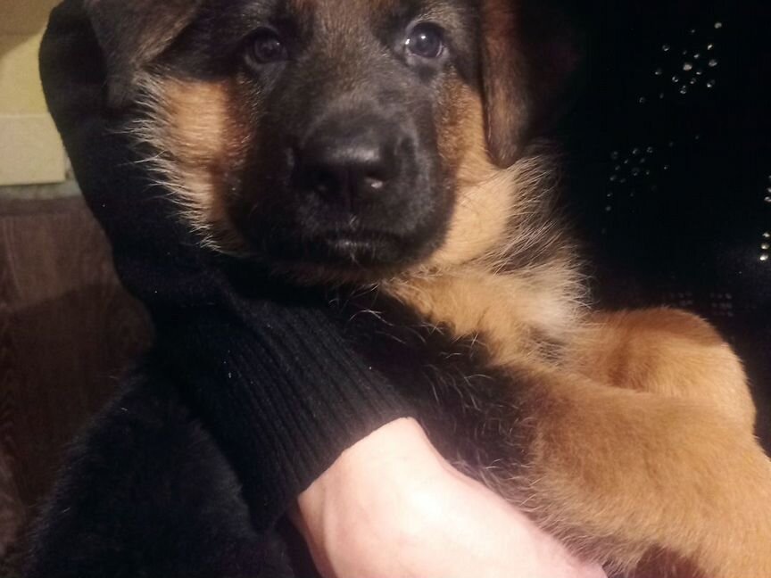 Щенки Немецкой Овчарки