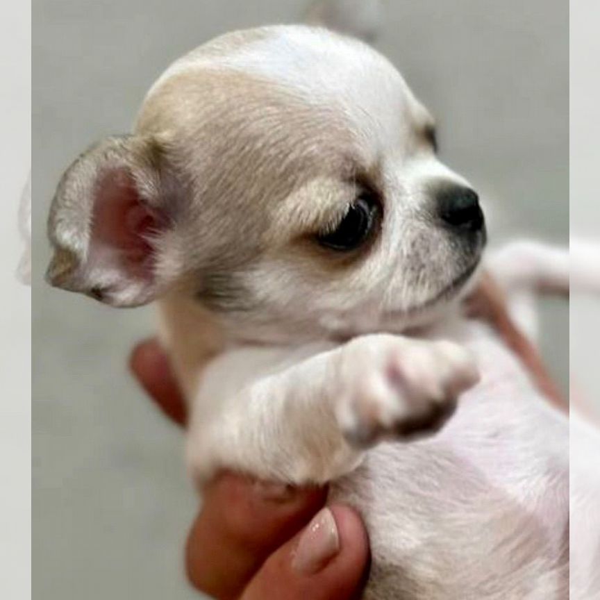 Чихуахуа, щенок