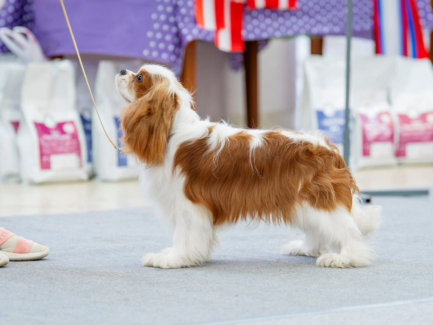 Кавалер Кинг Чарльз спаниель вязка