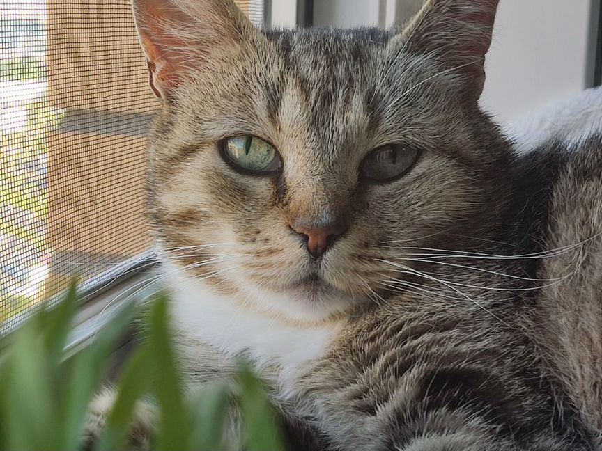 Кошечка Лакки