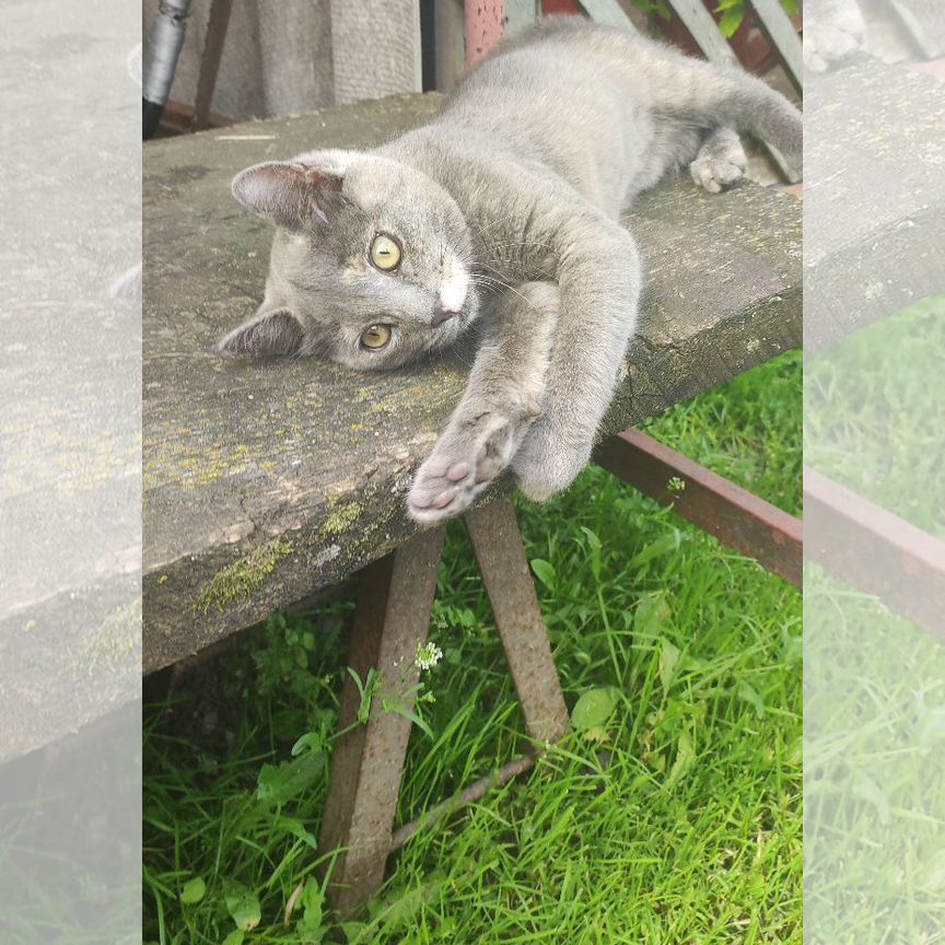 Котёнок в добрые руки