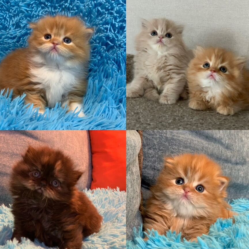 Шотландские котята