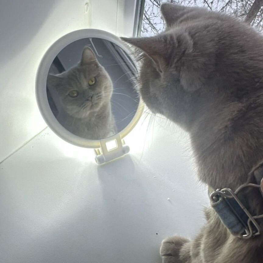 Молодая кошечка. Стерилизована
