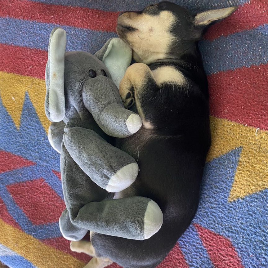 Русский той-терьер, щенок