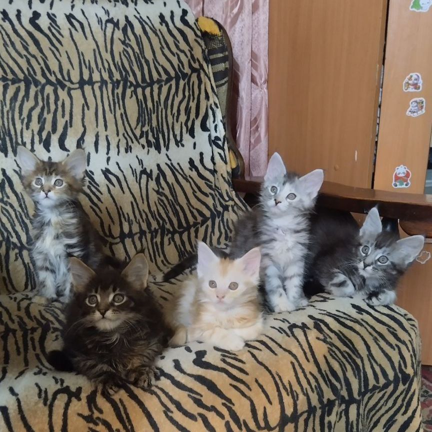 Мейн-кун котёнок