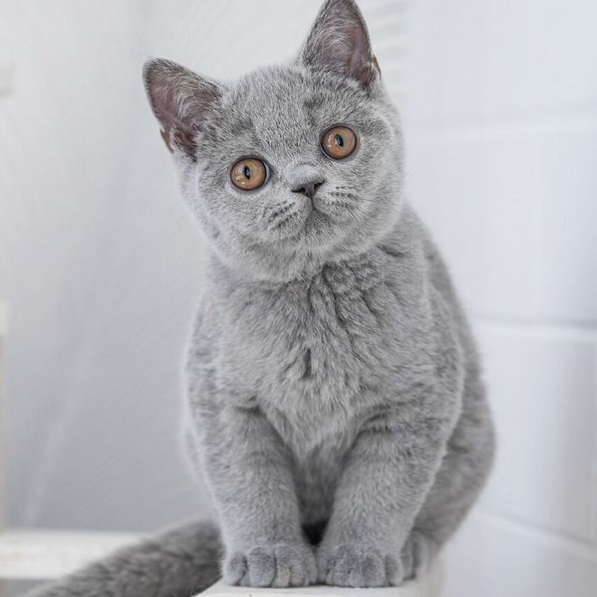 Британский голубой котёнок
