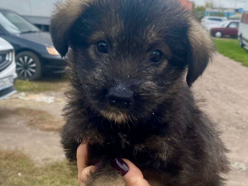 Щенки дворняжки девочки в добрые руки