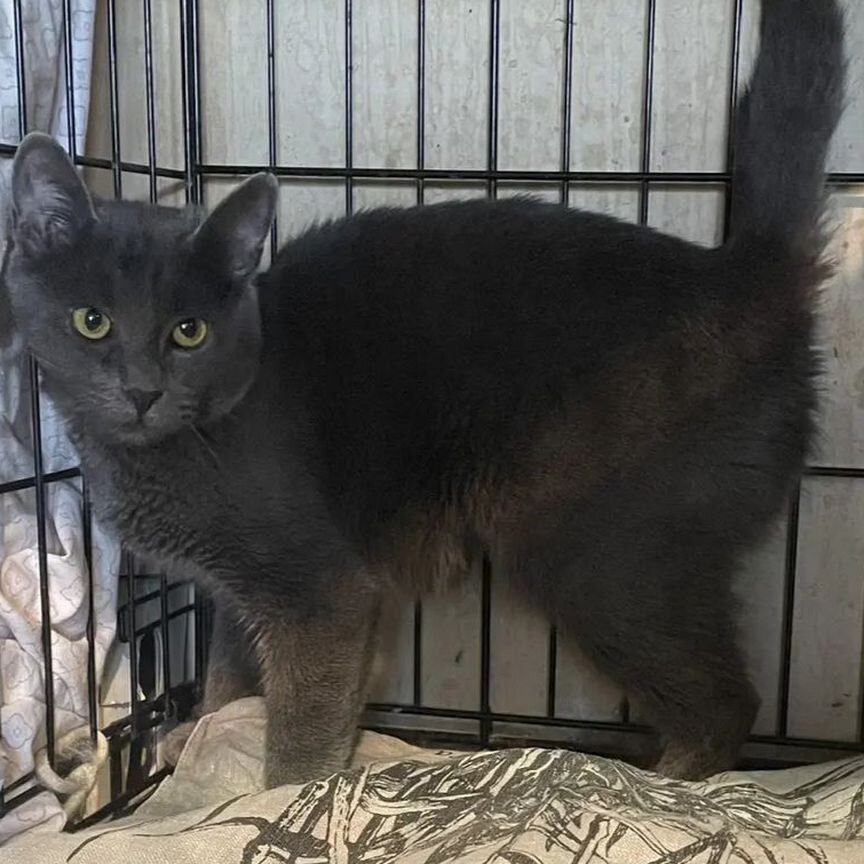 Британская короткошёрстная, взрослая кошка