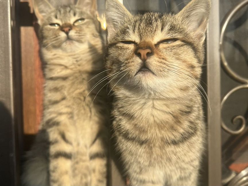 Котята-подростки в добрые руки