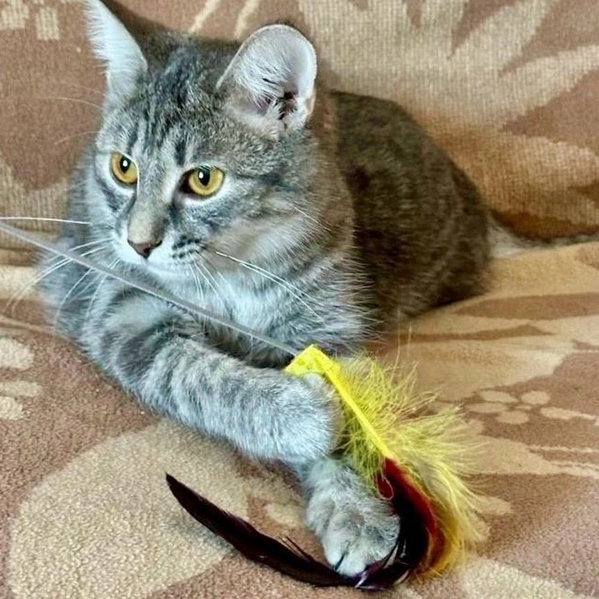 Кошечка 7 месяцев