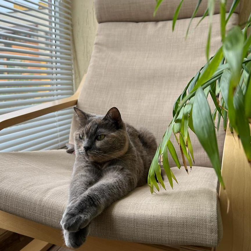 Британская короткошёрстная, взрослая кошка