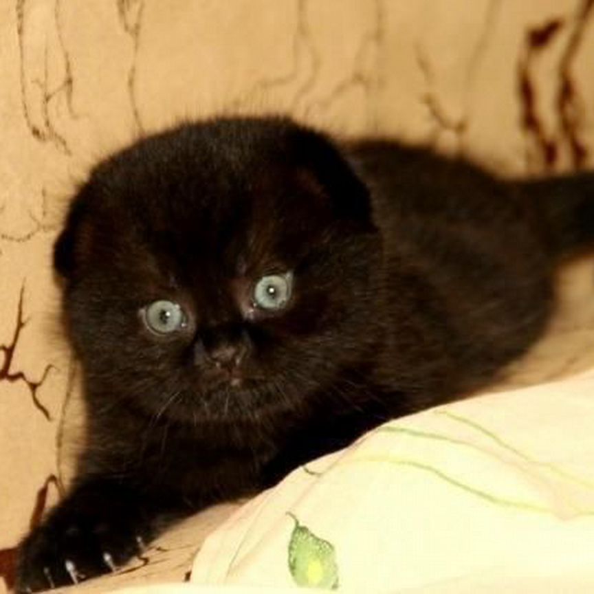 Шотландские вислоухие котята