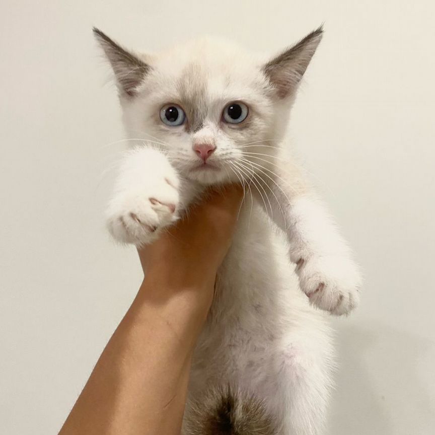 Котята