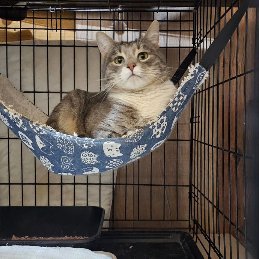 Котик ищет дом