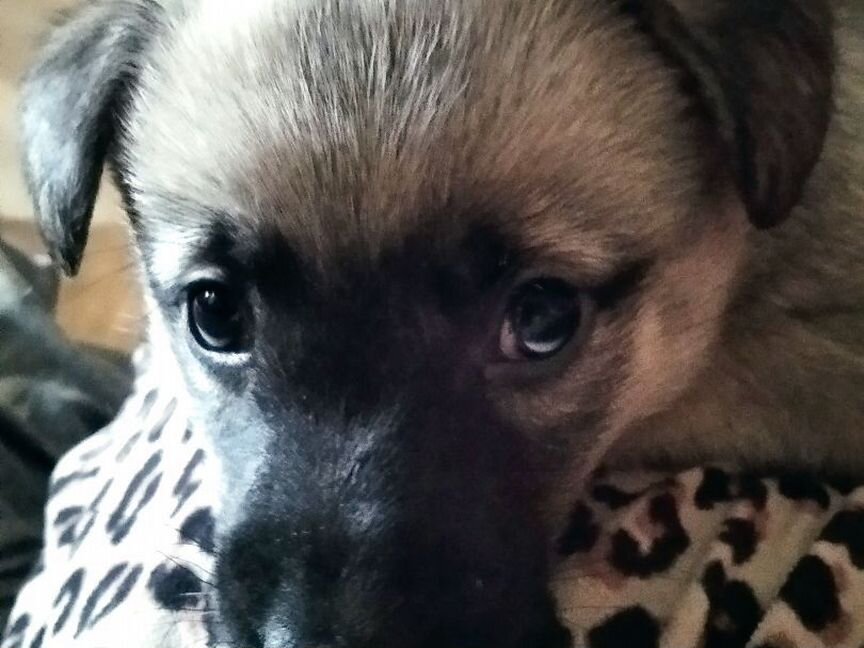 Собака в добрые руки щенок