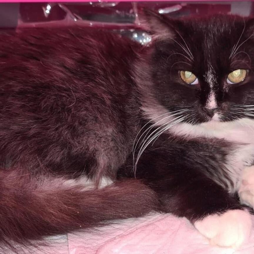 Кот-интеллигент