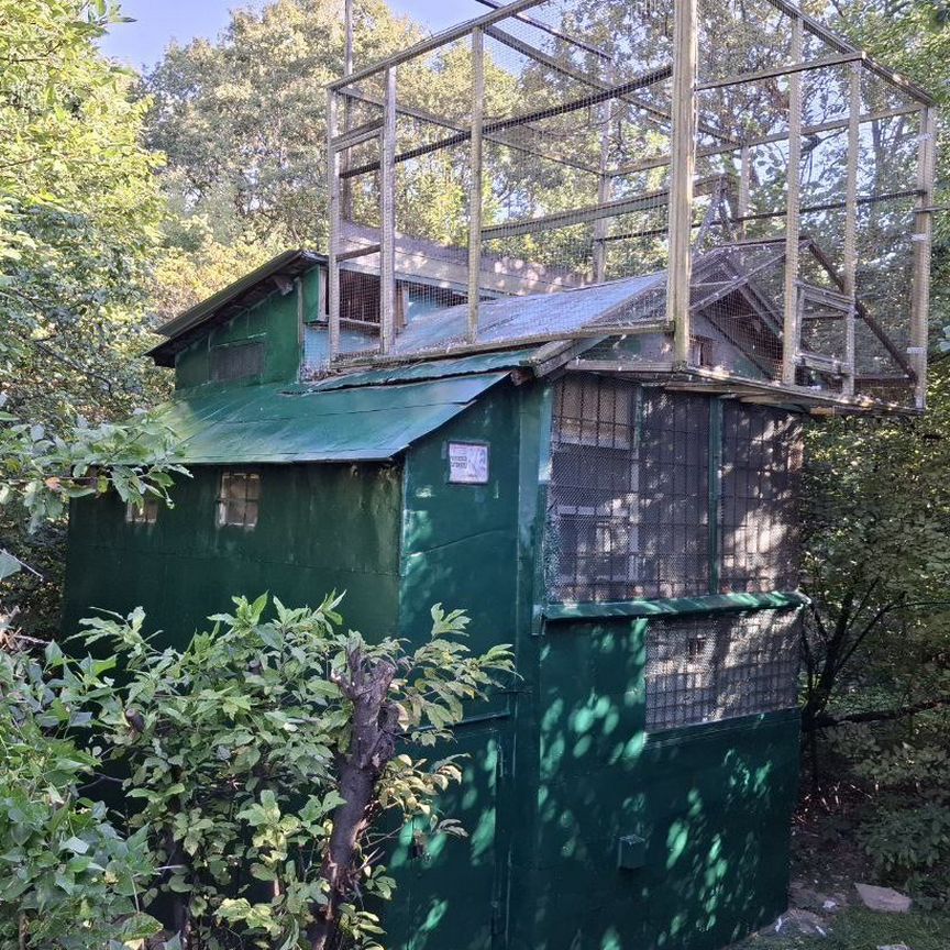 Голубятня продажа