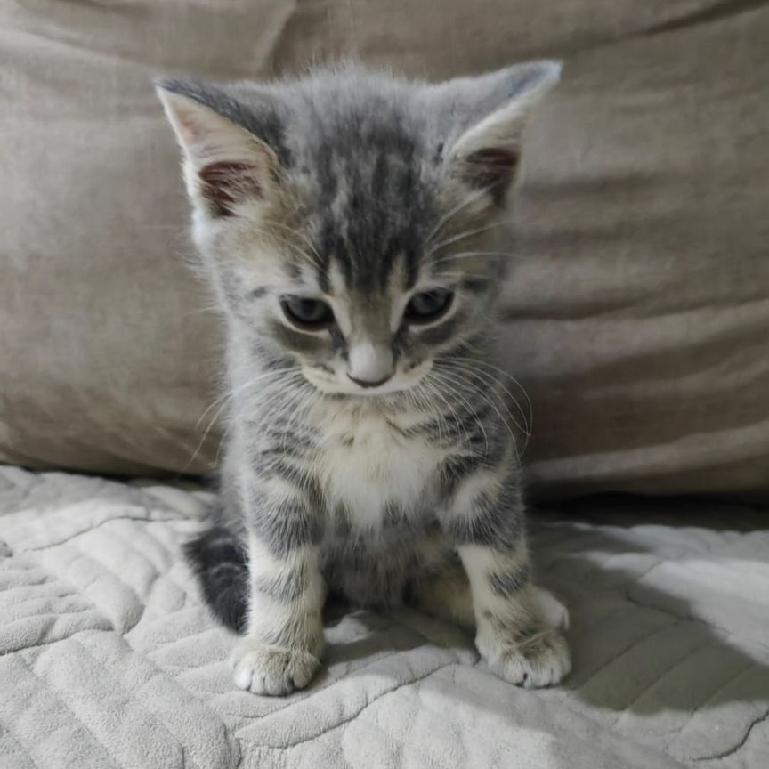 Котенок