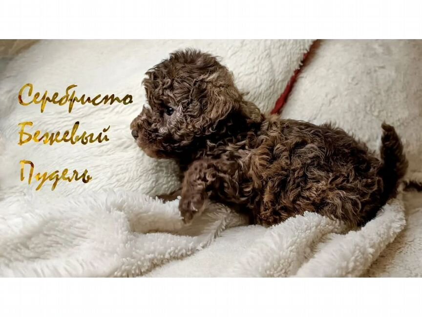 Той-пудель сильвер беж