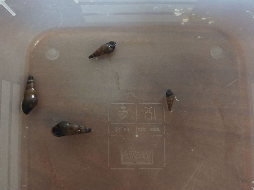 Улитка милания