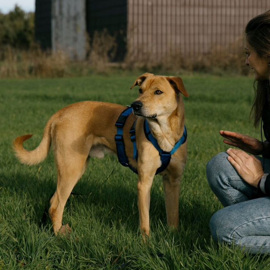Взрослый пёс в добрые руки