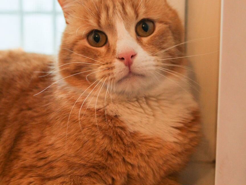 Огромный рыжий кот (из приюта)