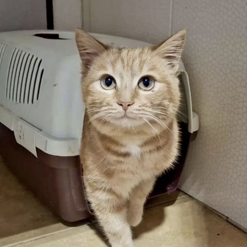 Рыжий котенок Болек в поиске дома